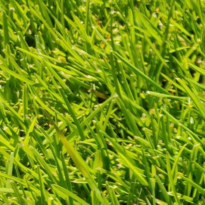 Best Shade Tolerant Grass