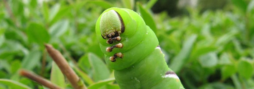 Common Lawn Pests and How to Deal With Them | TurfOnline