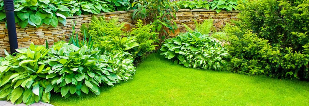 The Origins of Dwarf Perennial Rye Grass | TurfOnline