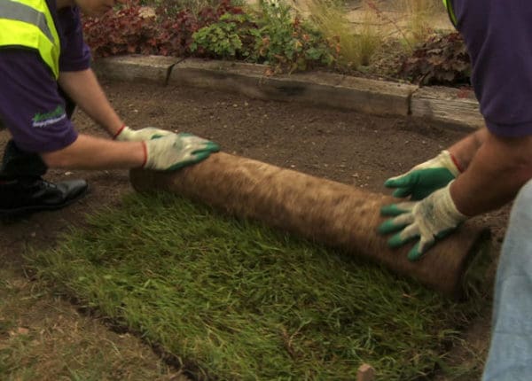 What Is Meadow Turf? | Turf Online | species | cost