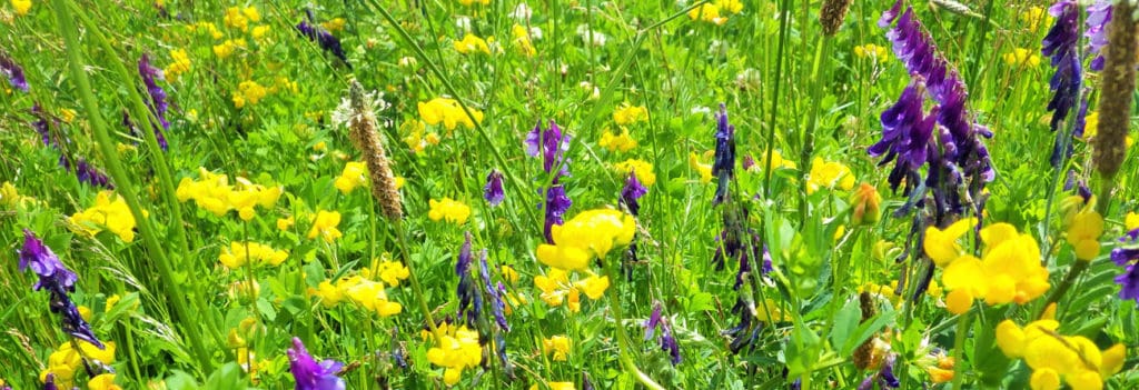 What Is Meadow Turf? | Turf Online | species | cost