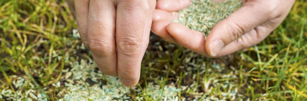 Repairing Your Lawn With Grass Seed | TurfOnline