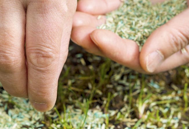 How to grow from grass seed - FAQ's | Turf Online