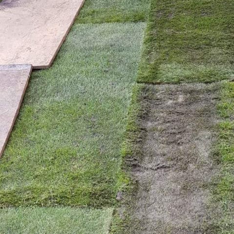 How To Lay Turf in Hot Weather | TurfOnline