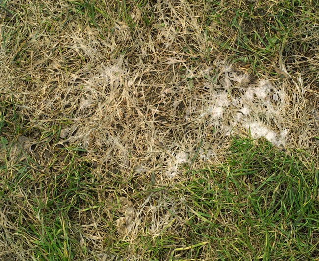 How to recognise and treat Fusarium Patch Disease | TurfOnline
