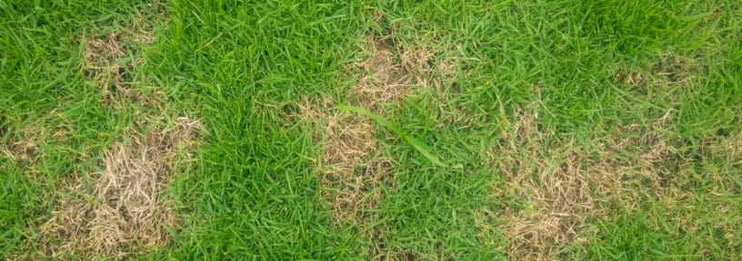 What Is Red Thread Disease & How To Treat It? | TurfOnline