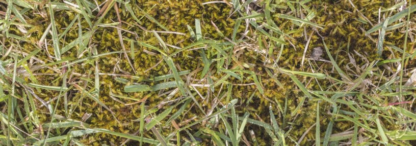 How To Stop Lawn Moss | Prevent Lawn Moss | TurfOnline