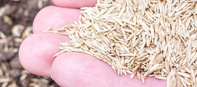 Harrowden & DLF join forces to sell specialist seed | Turf Online