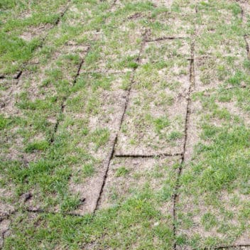 How long do I need to water new turf after its installed? | TurfOnline