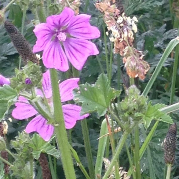 How do you grow wildflowers in the shade? | Turf Online