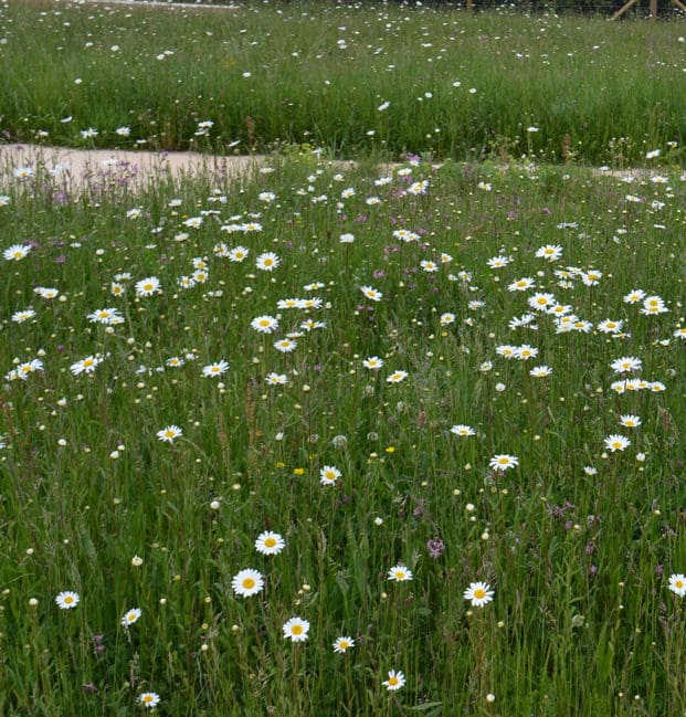 What Is The Best Soil For Growing Wildflowers? | TurfOnline
