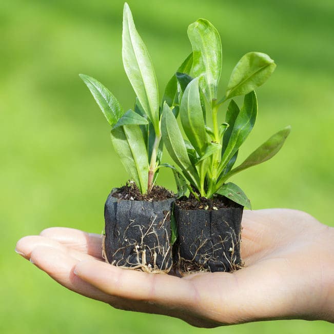 What can plug plants do for me? | Turf Online
