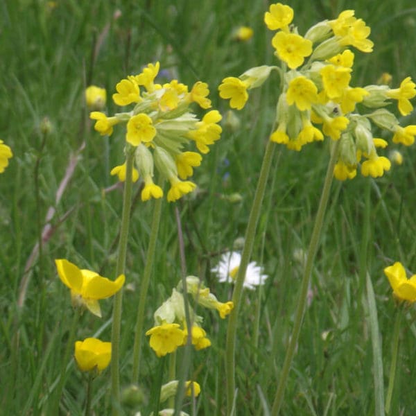 Yellow Wildflowers | Common Yellow Wild Flowers | TurfOnline
