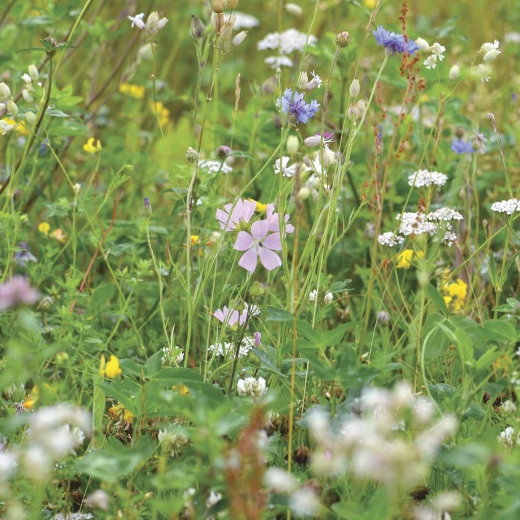 Wildflower Turf and Seed Mixes | Turf Online