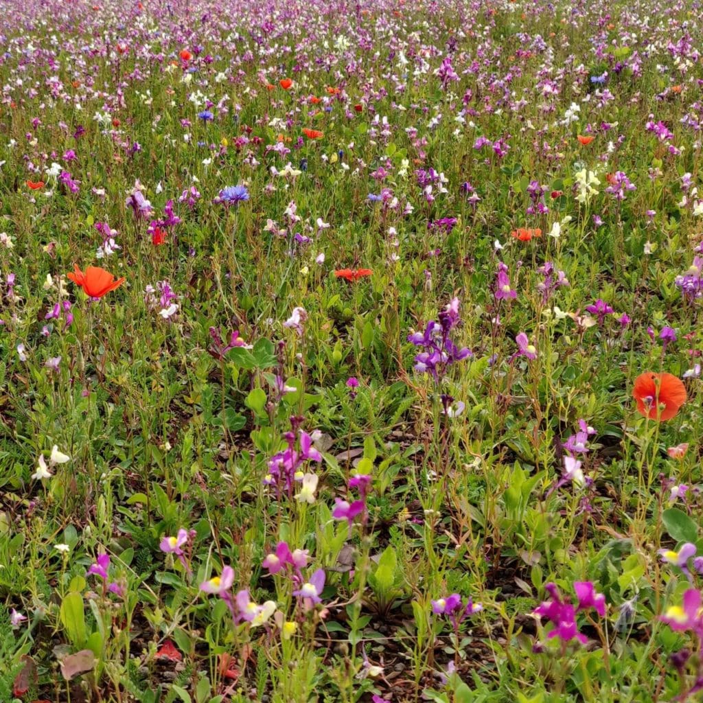 Wildflower Turf | The UK's Leading Turf Store | TurfOnline