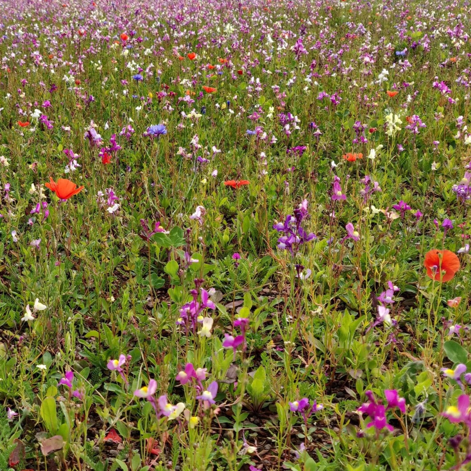 Wildflower Turf | The UK's Leading Turf Store | TurfOnline