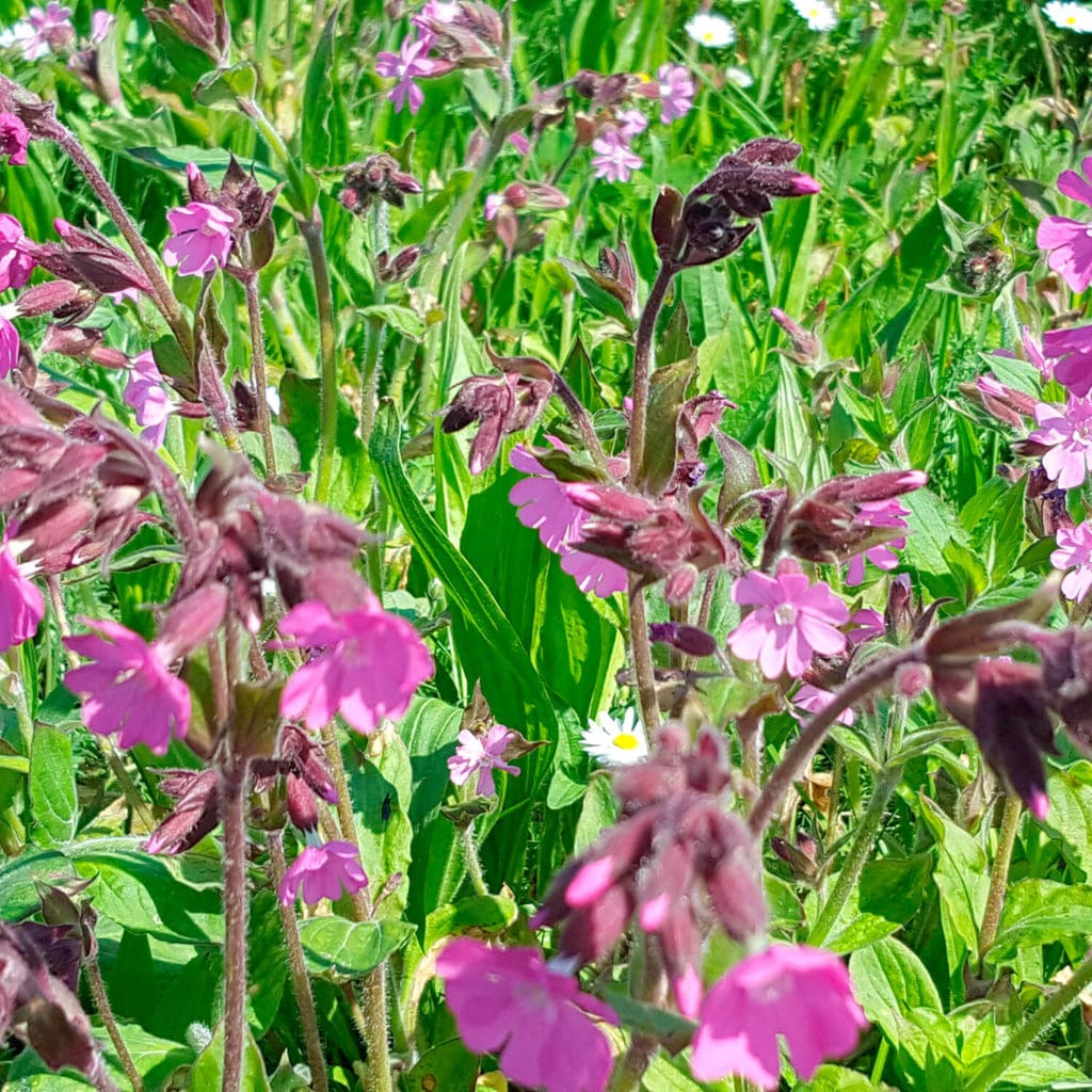 Meadowmat Cottage Garden | Wildflower Turf | TurfOnline