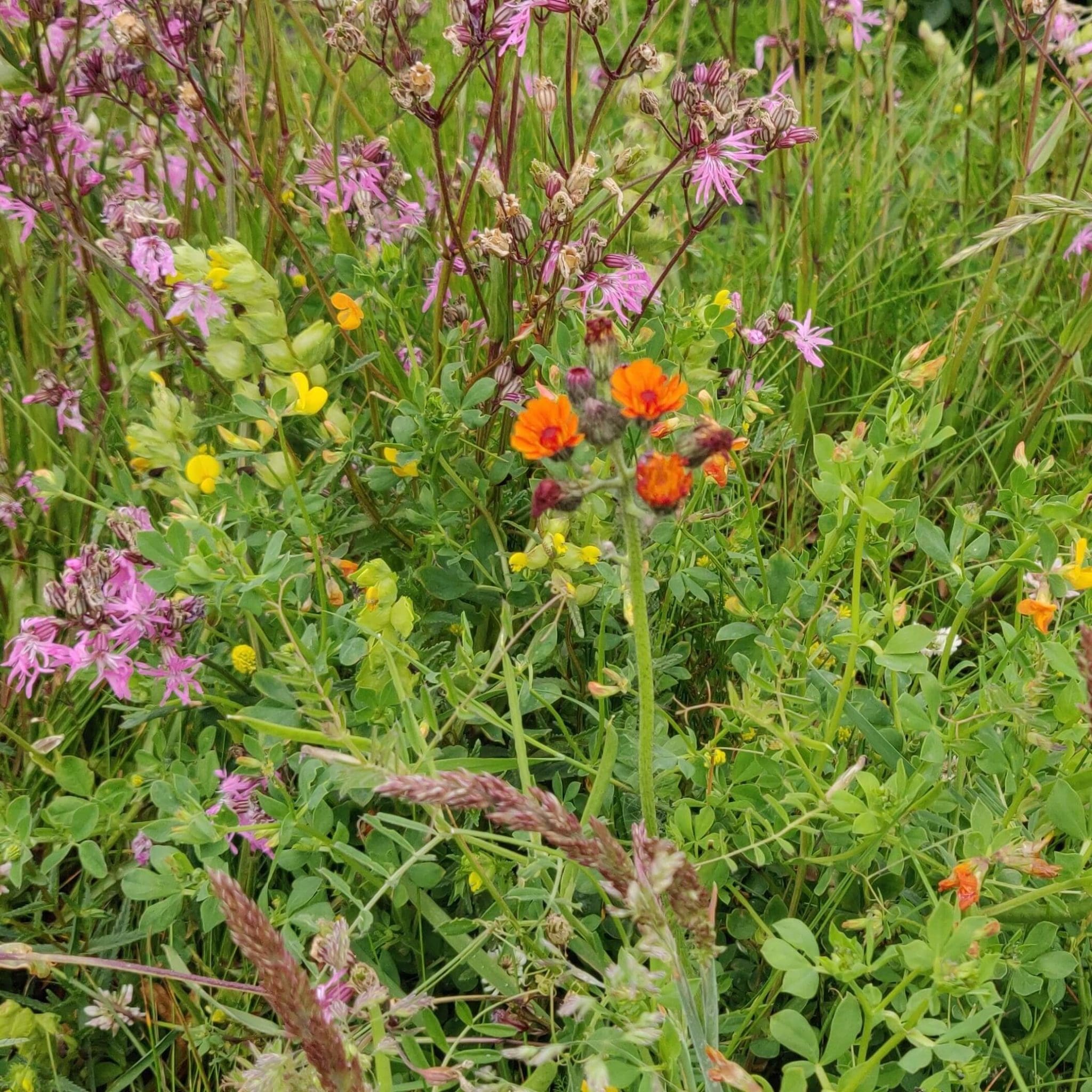 Our Meadowmat Wildflower Maintenance Guide | TurfOnline