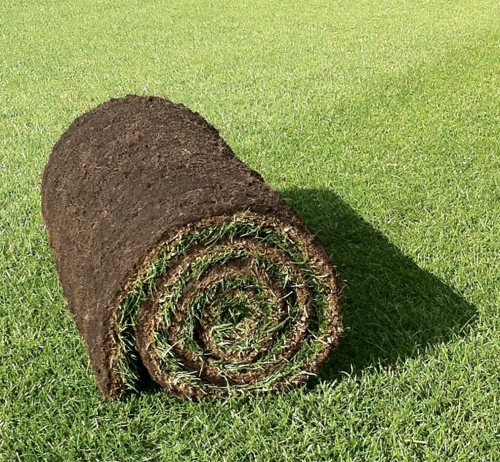 Jubilee Lawn Turf | TurfOnline