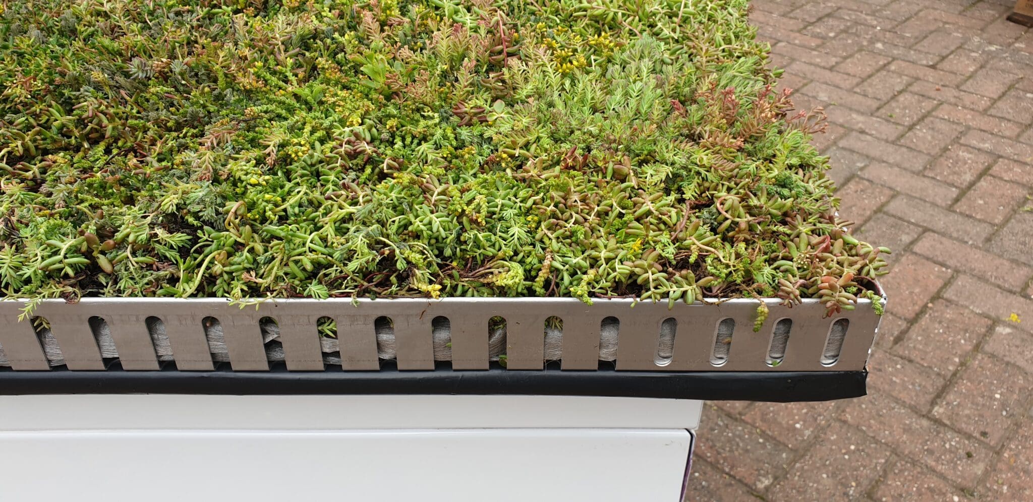 Sedum Flat Roof Kit | Enviromat Green Roofing | TurfOnline