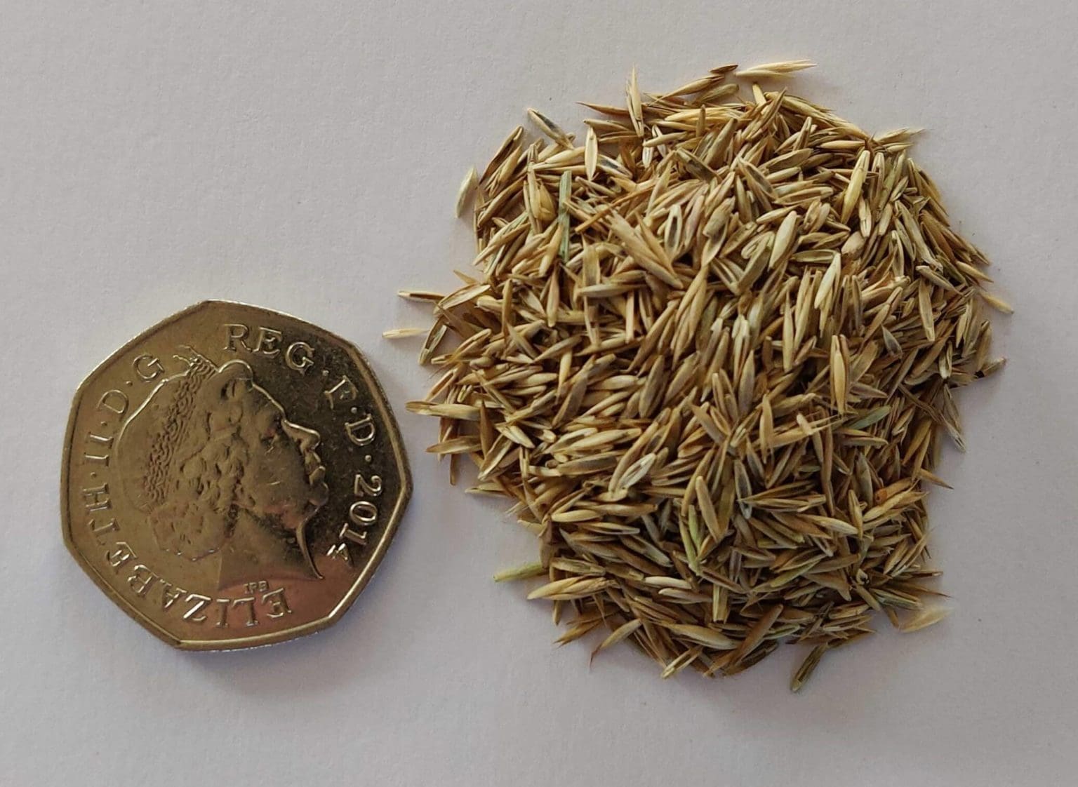 Jubilee Premium Lawn Seed | TurfOnline