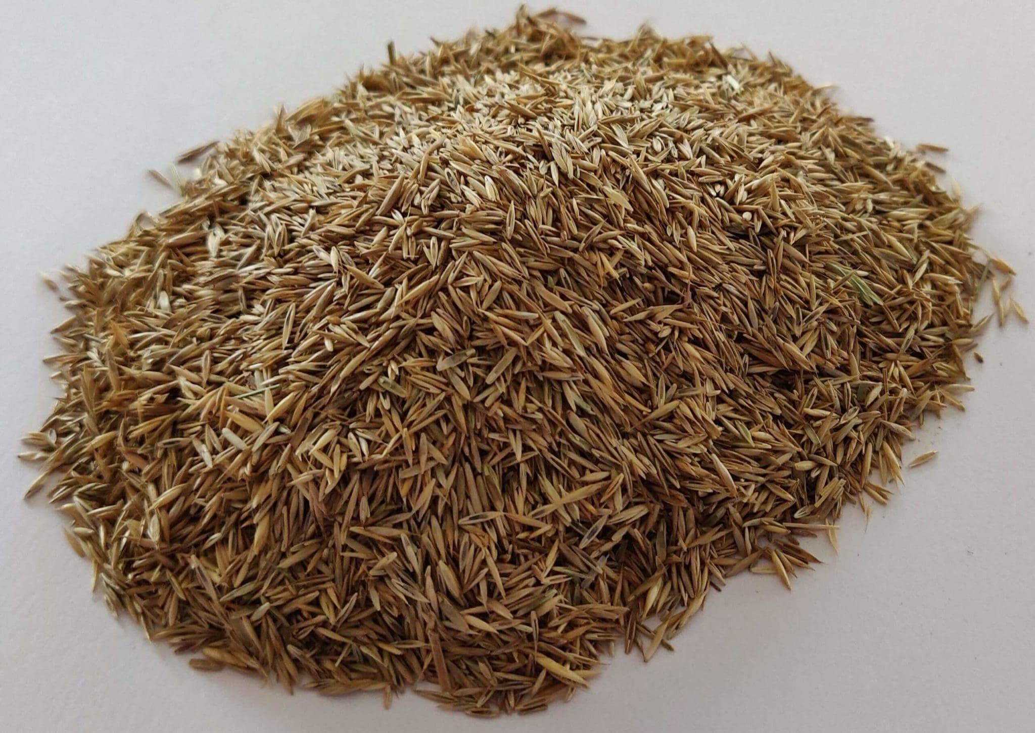 Jubilee Premium Lawn Seed | TurfOnline