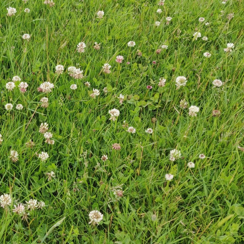 Buy Quality Turf | Premium-Grade Lawn Turf | TurfOnline