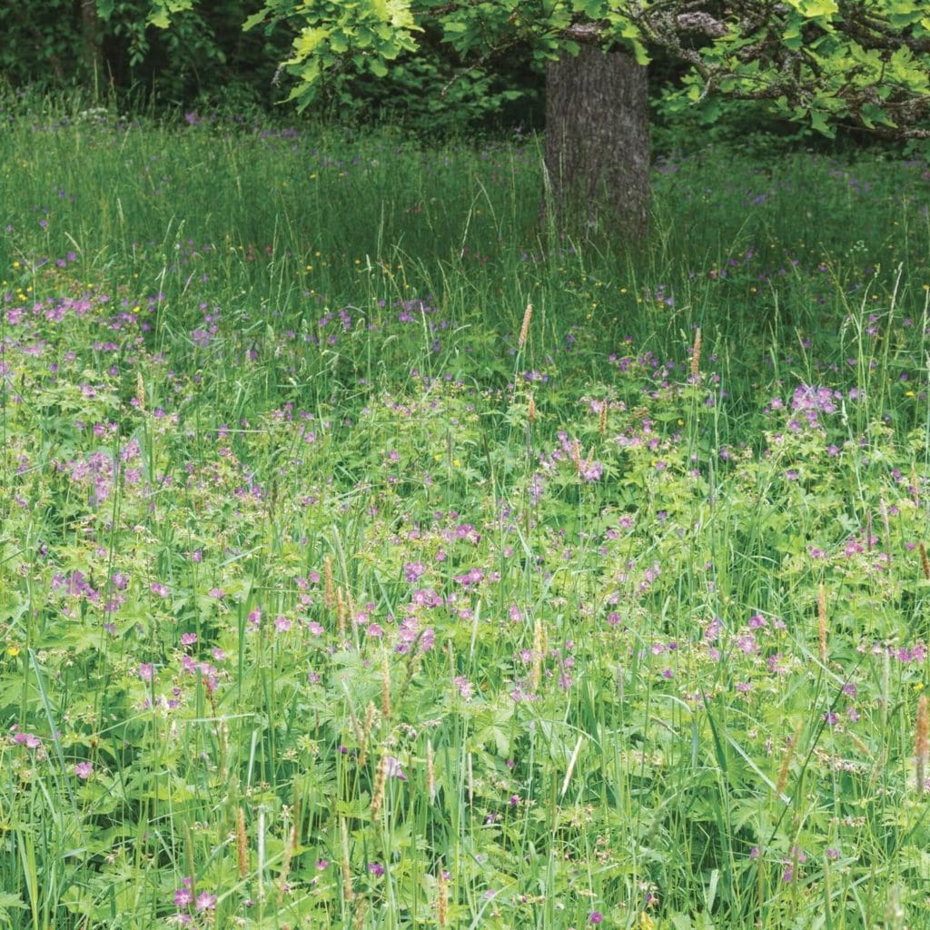 TurfOnline | The UK's Leading Lawn Turf Supplier