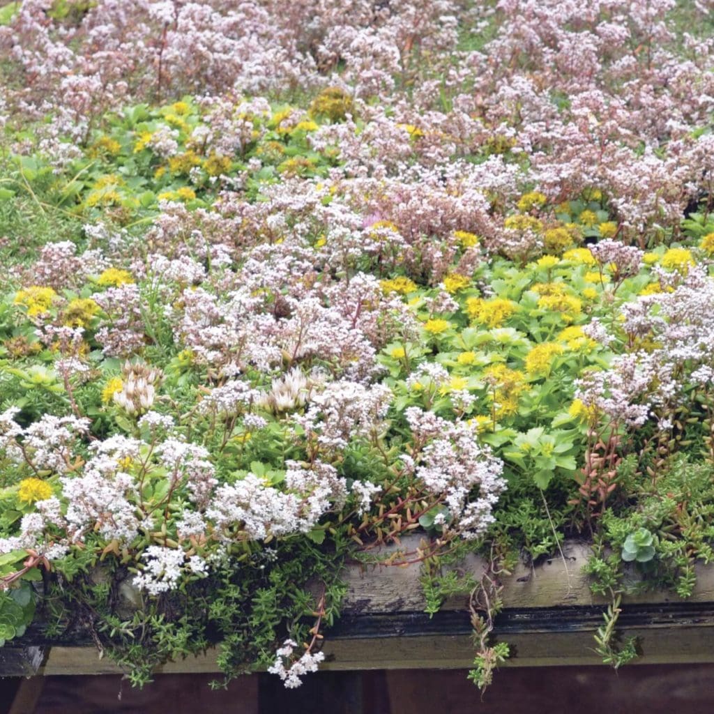 Sedum Flat Roof Kit | Enviromat Green Roofing | TurfOnline
