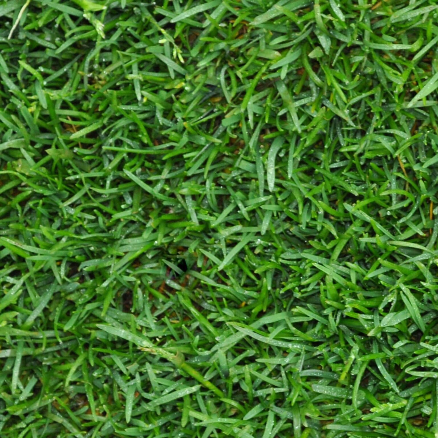 Jubilee Lawn Turf | TurfOnline