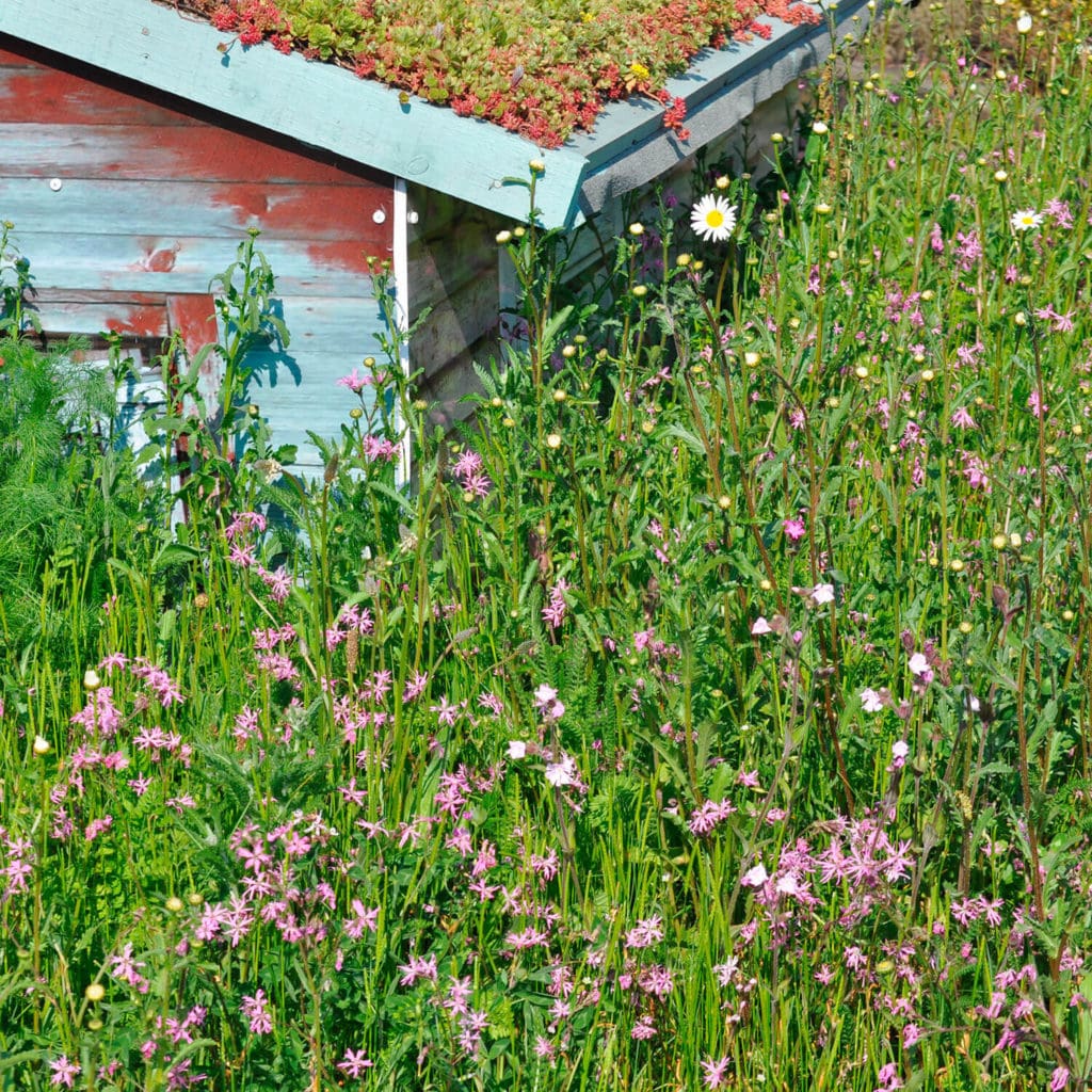 Traditional Meadowmat | Wildflower Turf | TurfOnline
