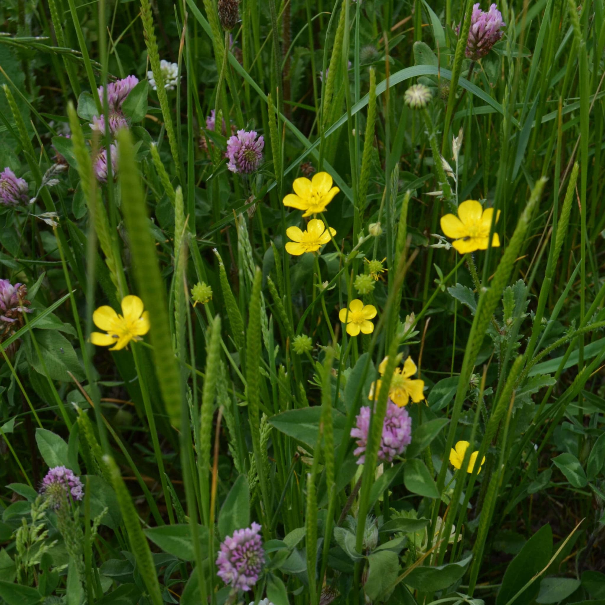 Traditional Meadowmat | Wildflower Turf | TurfOnline