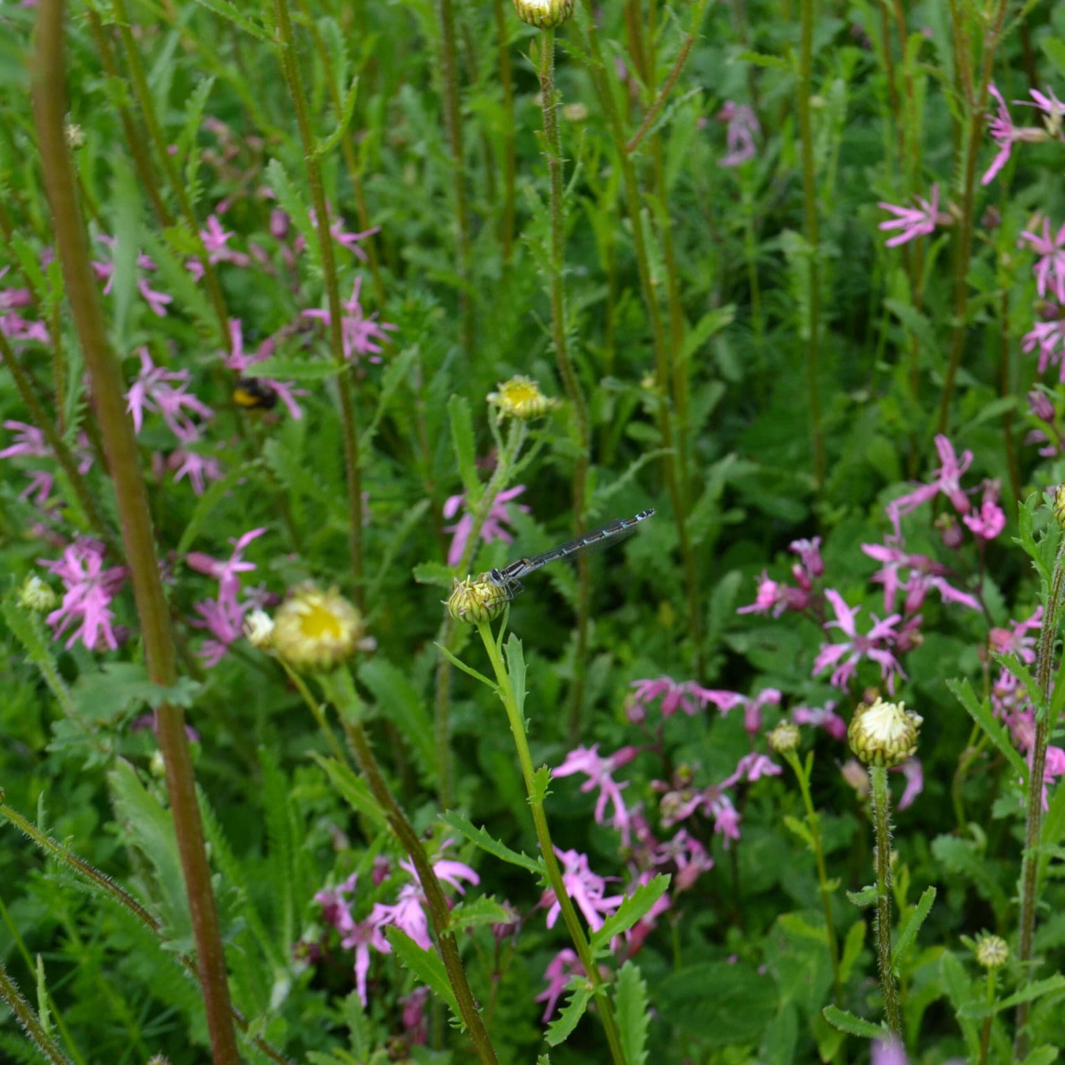 Traditional Meadowmat | Wildflower Turf | TurfOnline