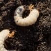 Common Lawn Pests and How to Deal With Them | TurfOnline