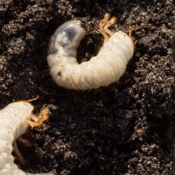Common Lawn Pests and How to Deal With Them | TurfOnline