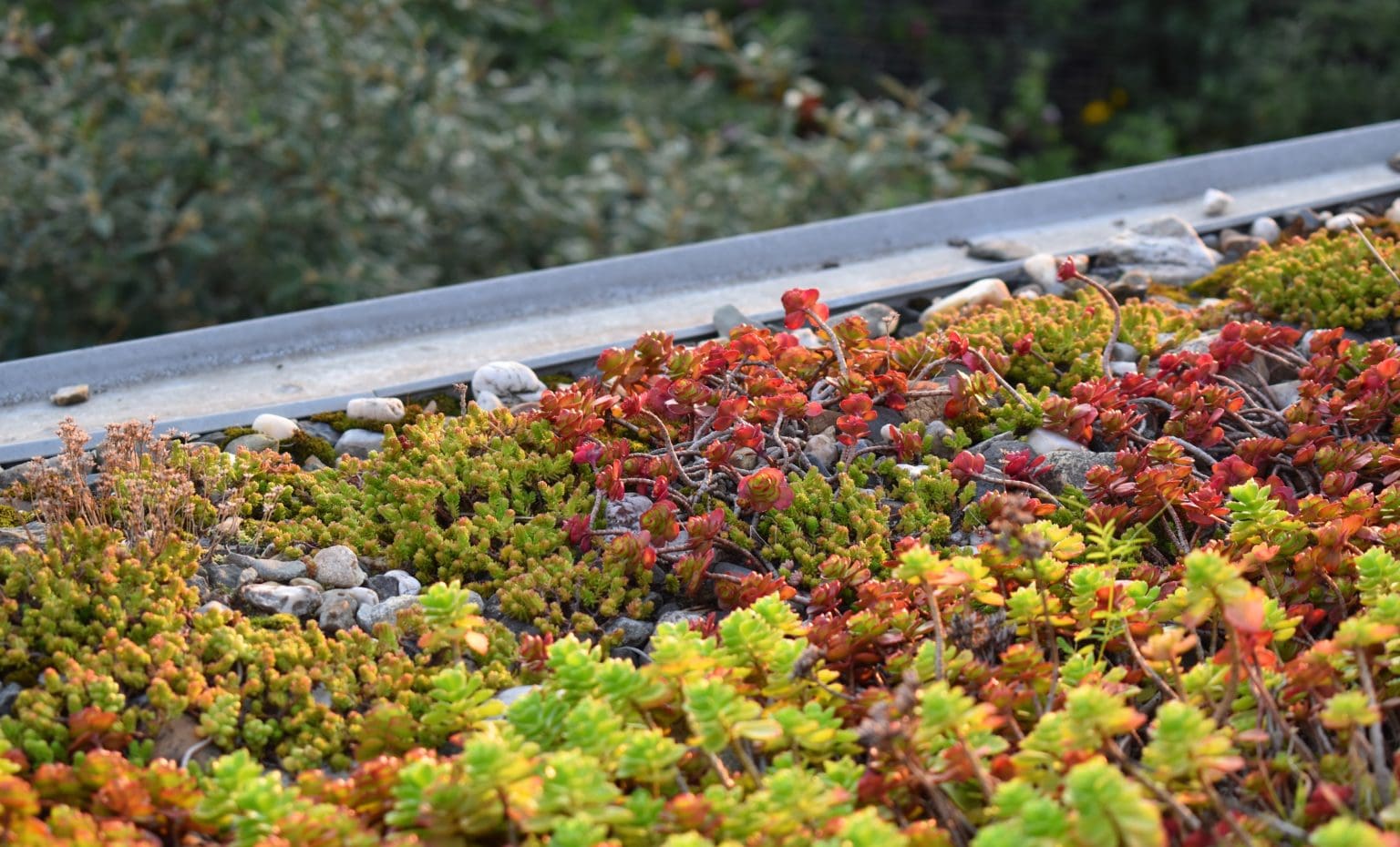 Top Ten Green Roof Plants | TurfOnline