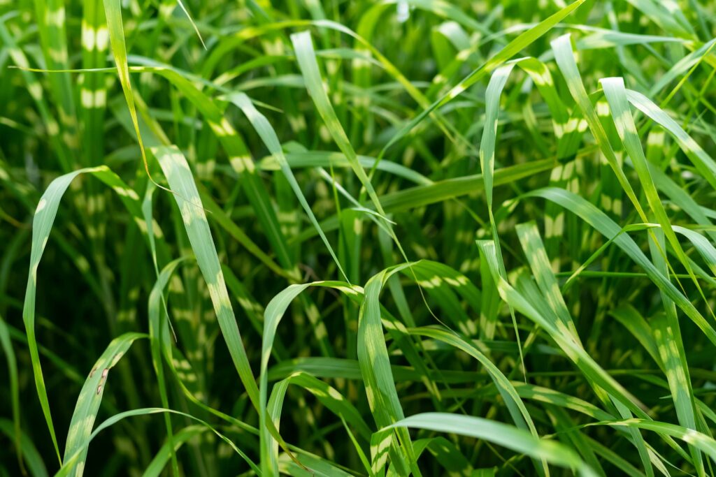Poa Supina Erkennen