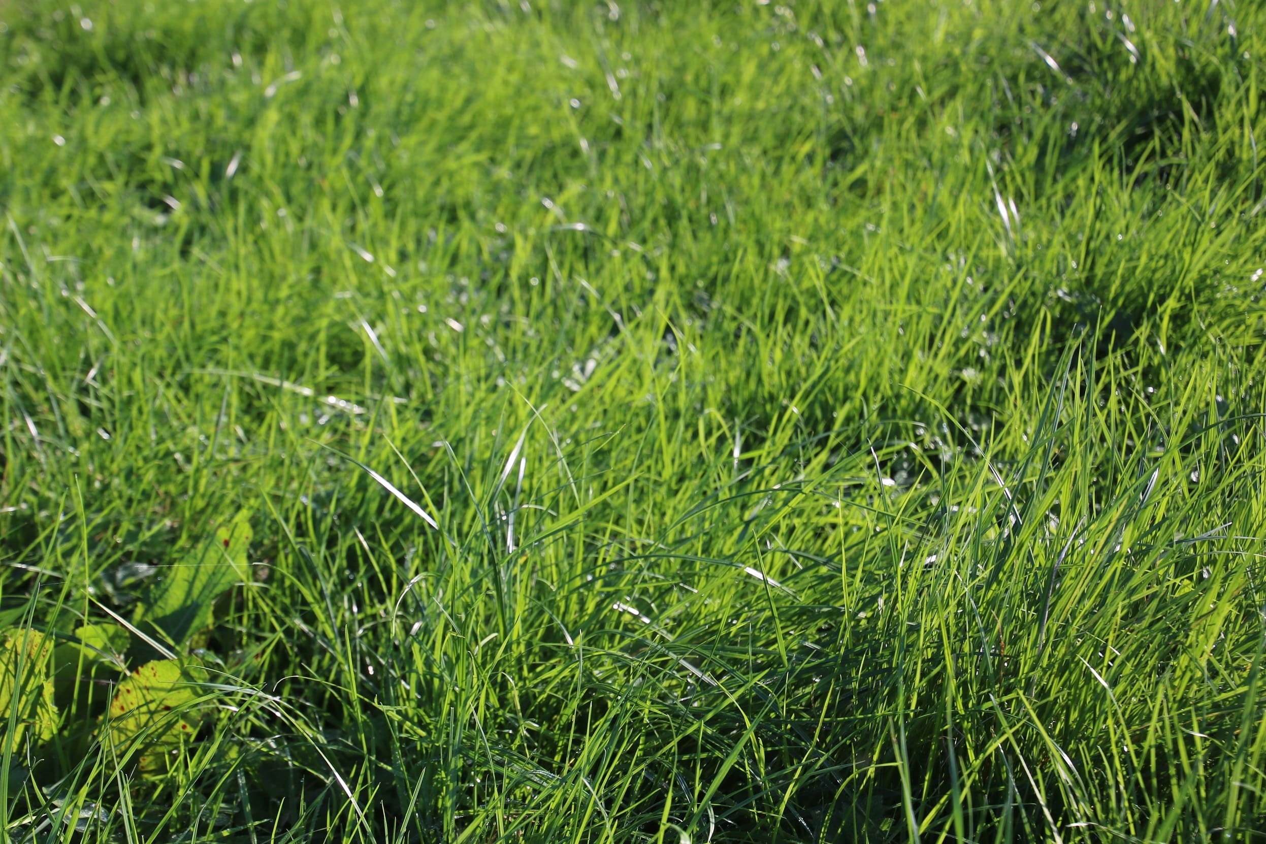 Lawn Grass Species | Turf Online | Guide | garden