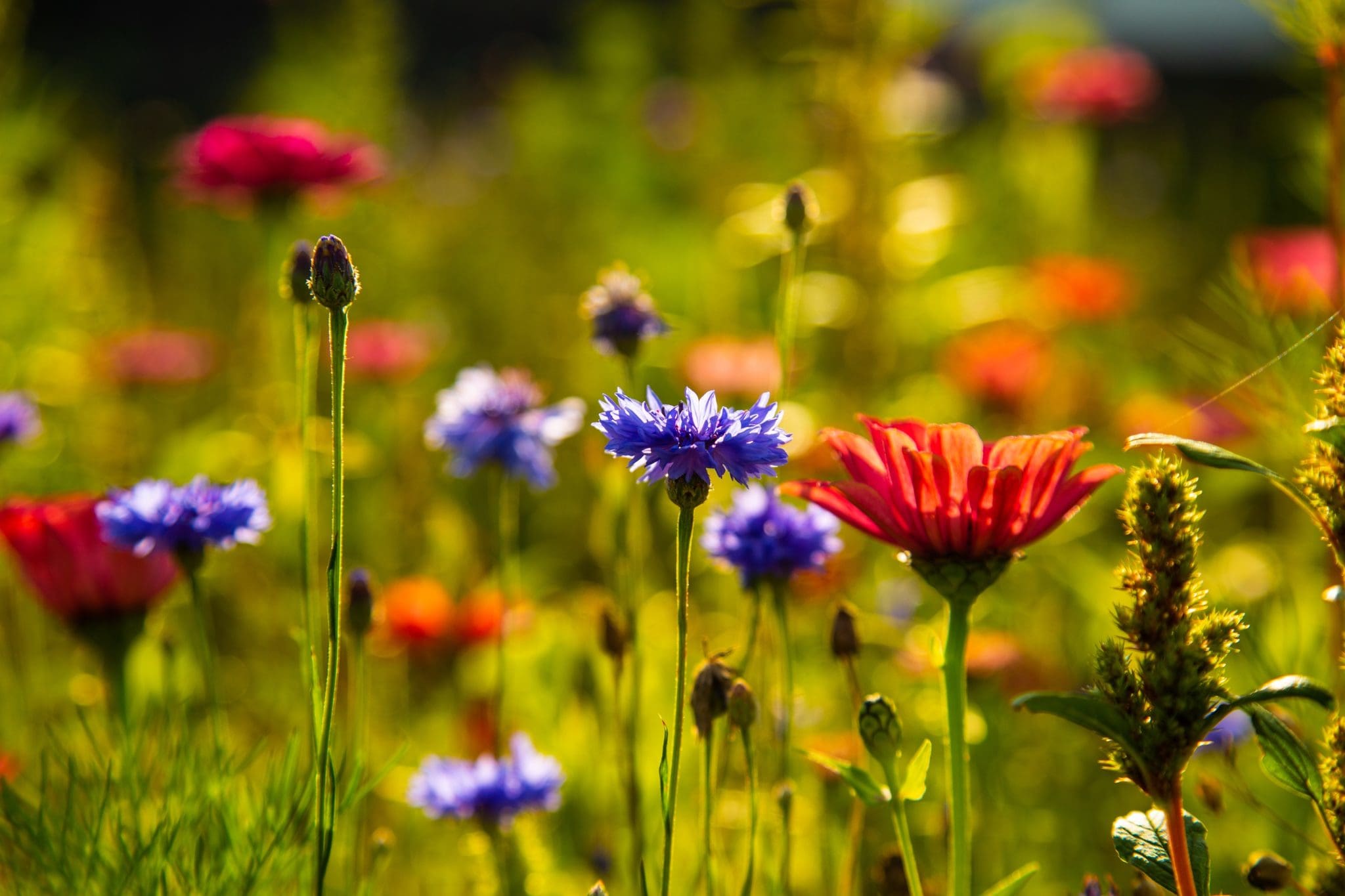 How To Choose Wildflower Turf | TurfOnline