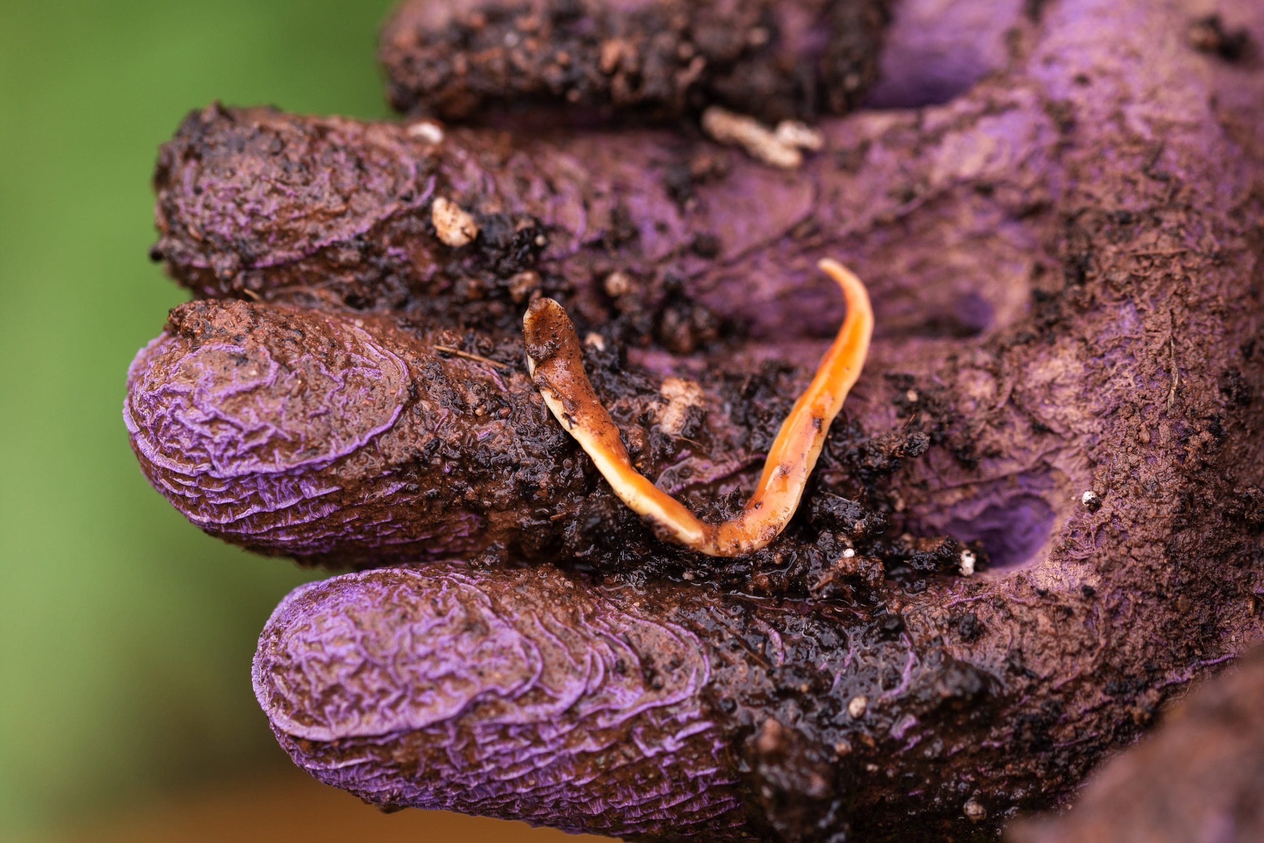 This New Zealand Flatworm Has Arrived in the UK | TurfOnline