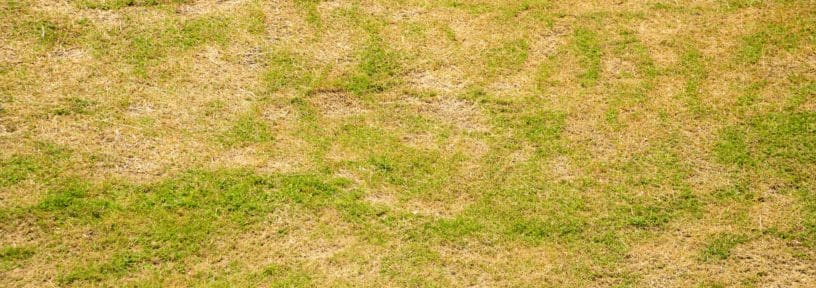 What to Do If Your Turf is Turning Yellow | TurfOnline
