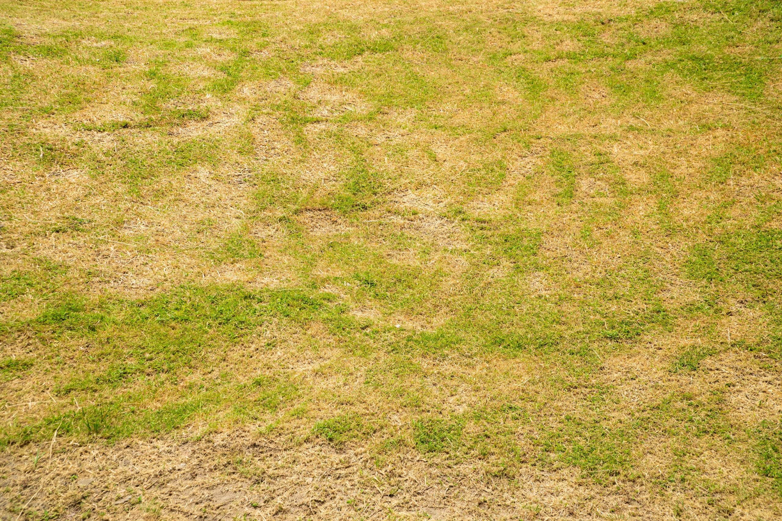 What to Do If Your Turf is Turning Yellow | TurfOnline