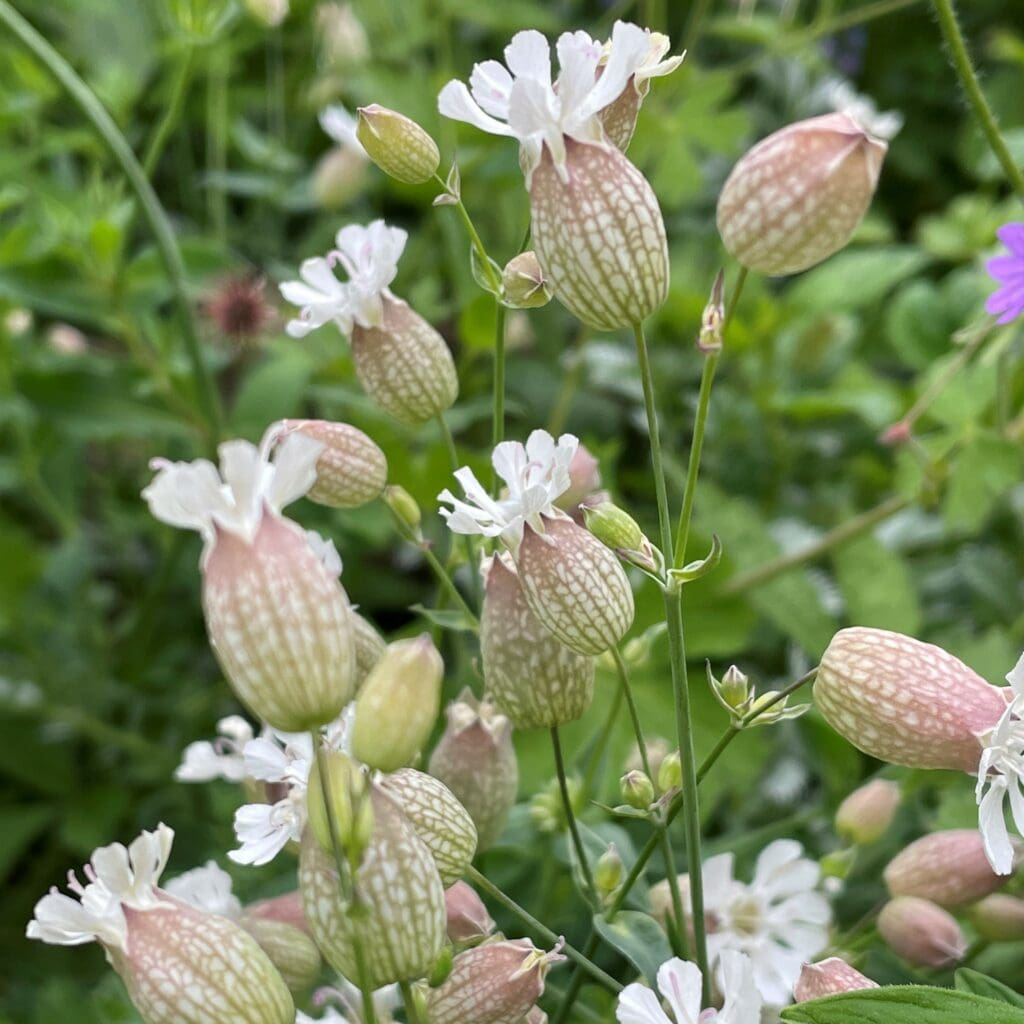 Bladder Campion Seeds, Plugs & Pots | Turf Online
