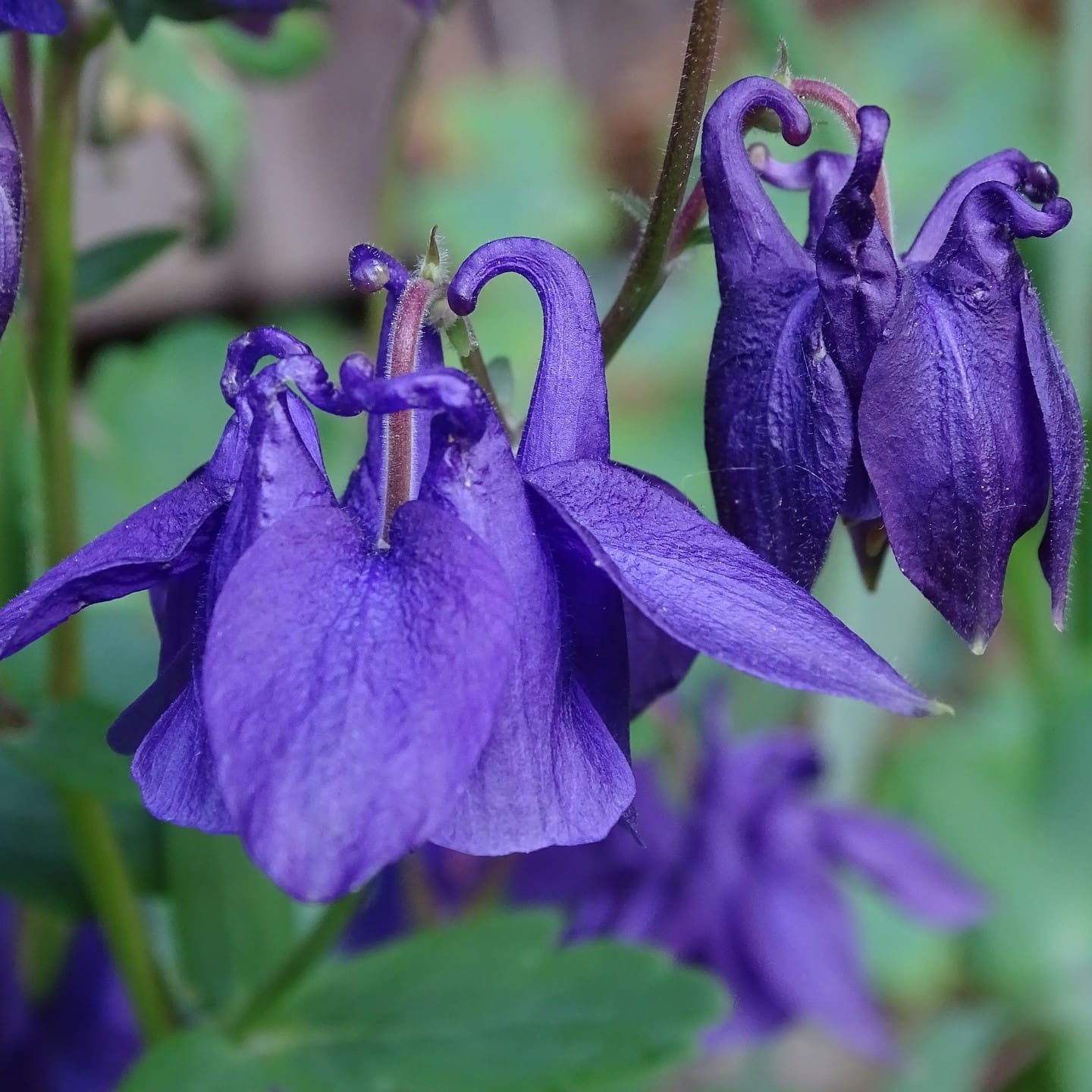 Columbine Flower Rocky Mountain Blue Columbine Flower Seeds
