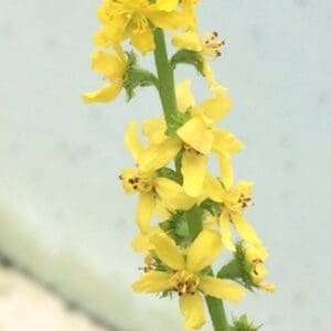 Common Agrimony Seeds, Plugs & Pots | Turf Online