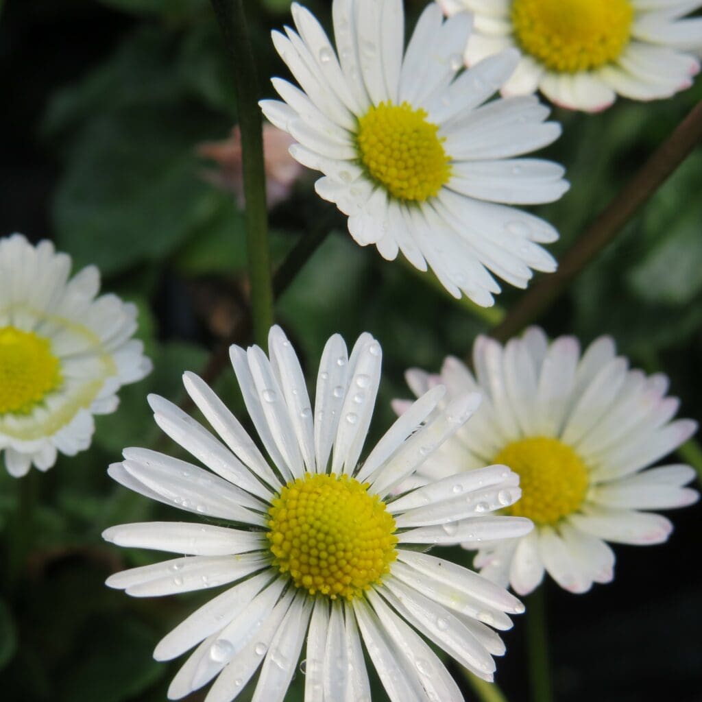 Common Daisy Seeds, Plugs & Pots | Turf Online