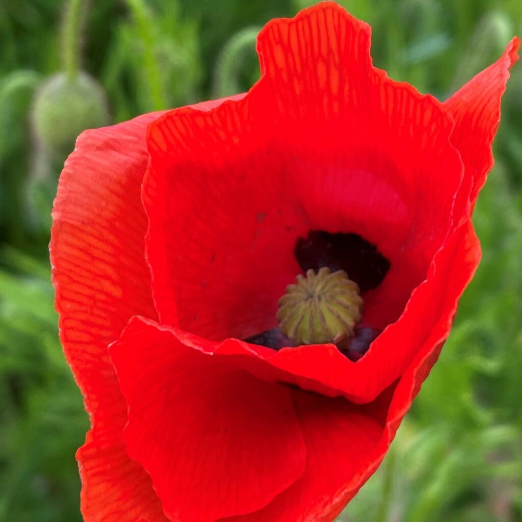 Corn Poppy Seeds, Plugs & Pots | Turf Online