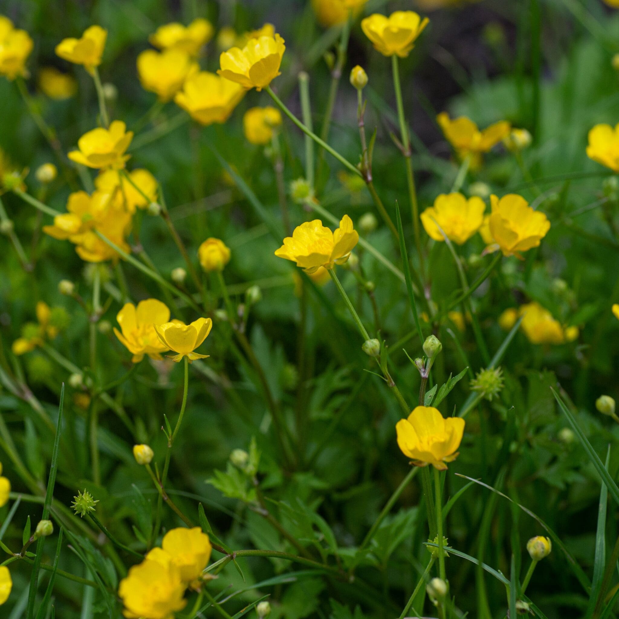 Creeping Buttercup Seeds, Plugs & Pots | Turf Online