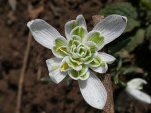 Double Snowdrop Bulbs | Turf Online