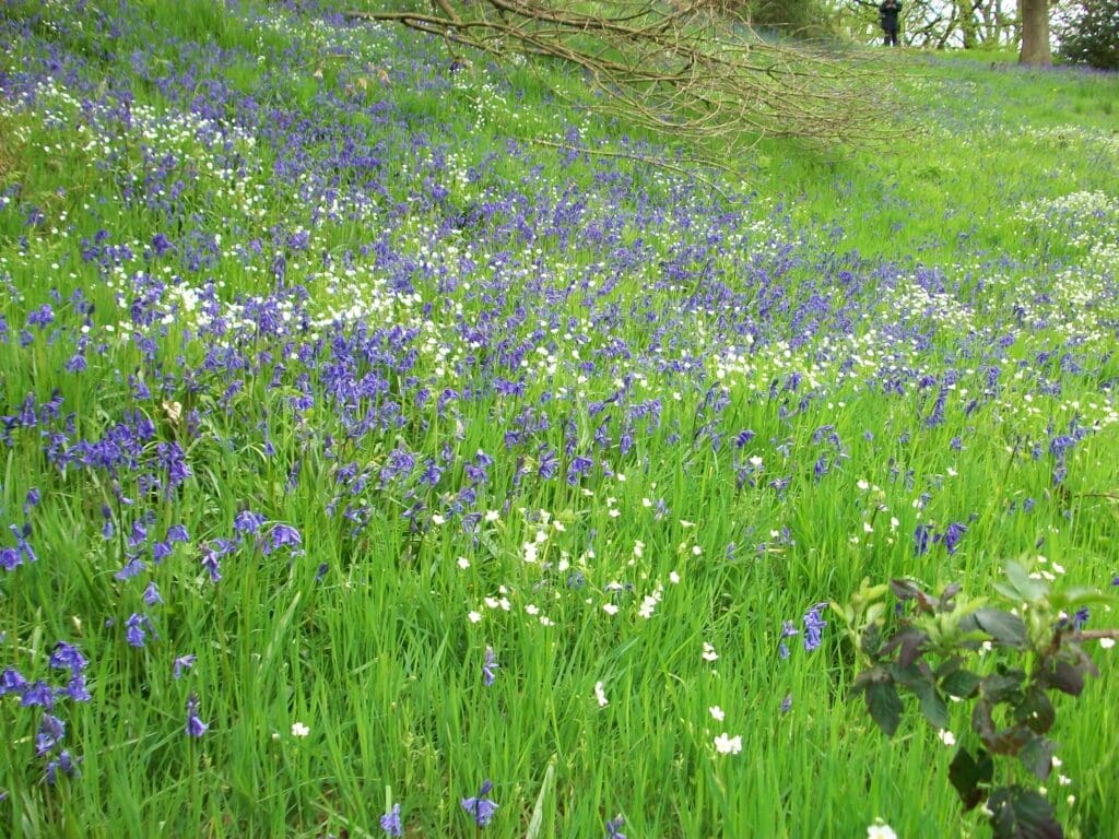 English Bluebell Bulbs | Turf Online